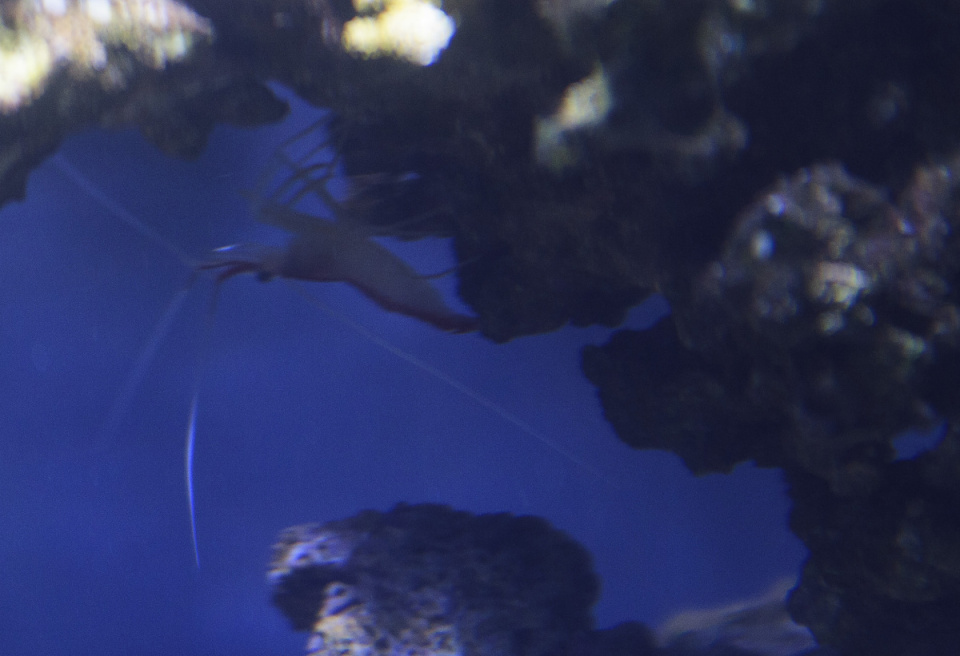 Cleaner Shrimp | bugsman | Blipfoto