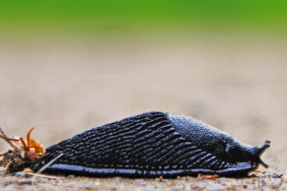 Sluggish | xb | Blipfoto