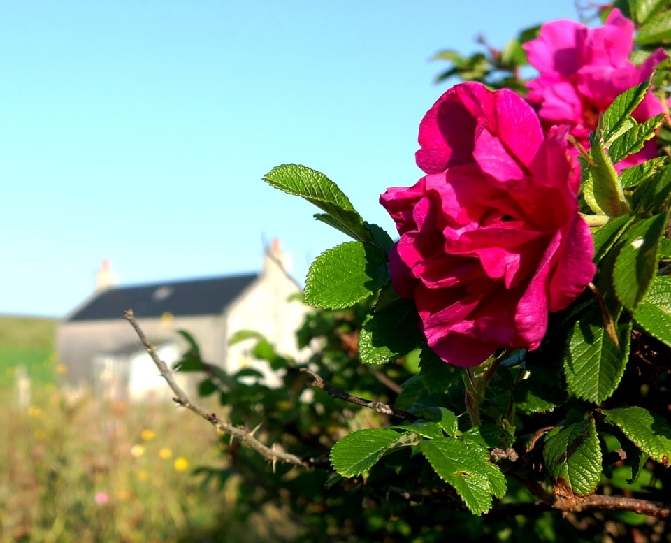 Shetland Rose | ZE1Christie | Blipfoto