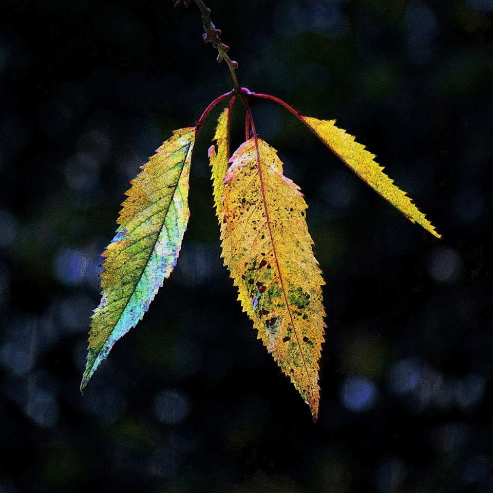 More Leaves | gen2 | Blipfoto