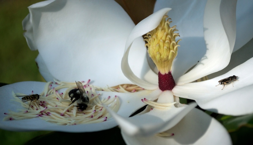 Insects Frolicking in Magnolia Pollen | SherryK | Blipfoto