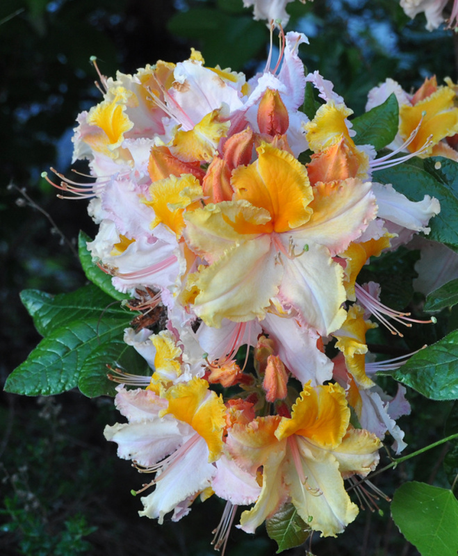 Azalea ‘Washington State Centennial’ | EdgewoodGarden | Blipfoto
