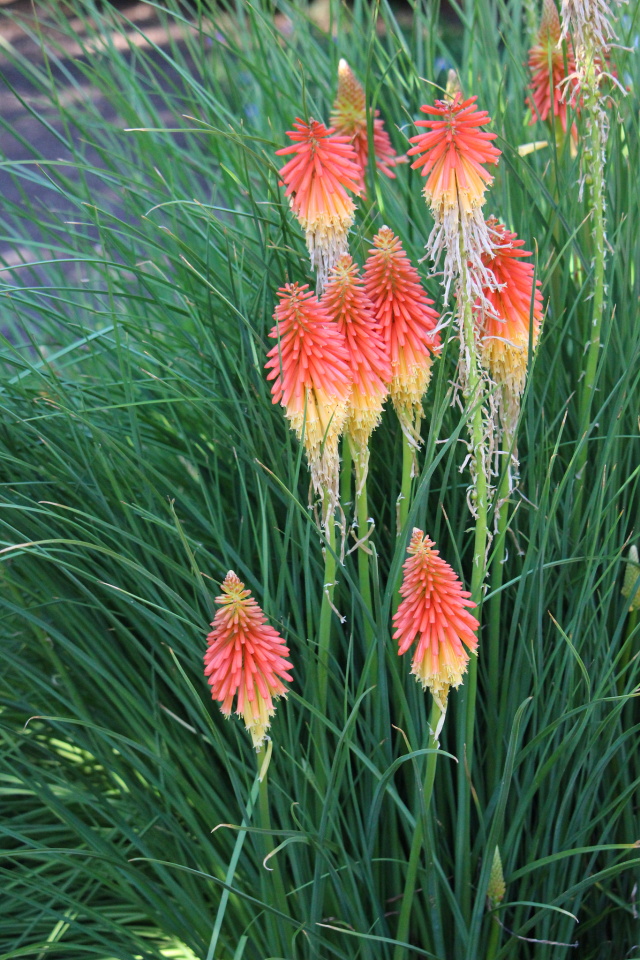 Red Hot Pokers | loisbiz | Blipfoto