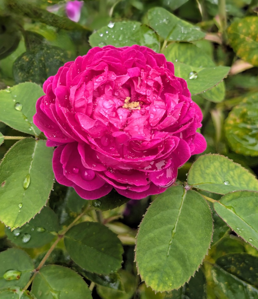 Rainy Day | Julez | Blipfoto