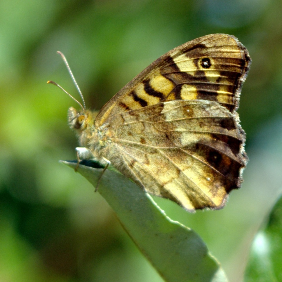 Marsh Moth | ajt | Blipfoto