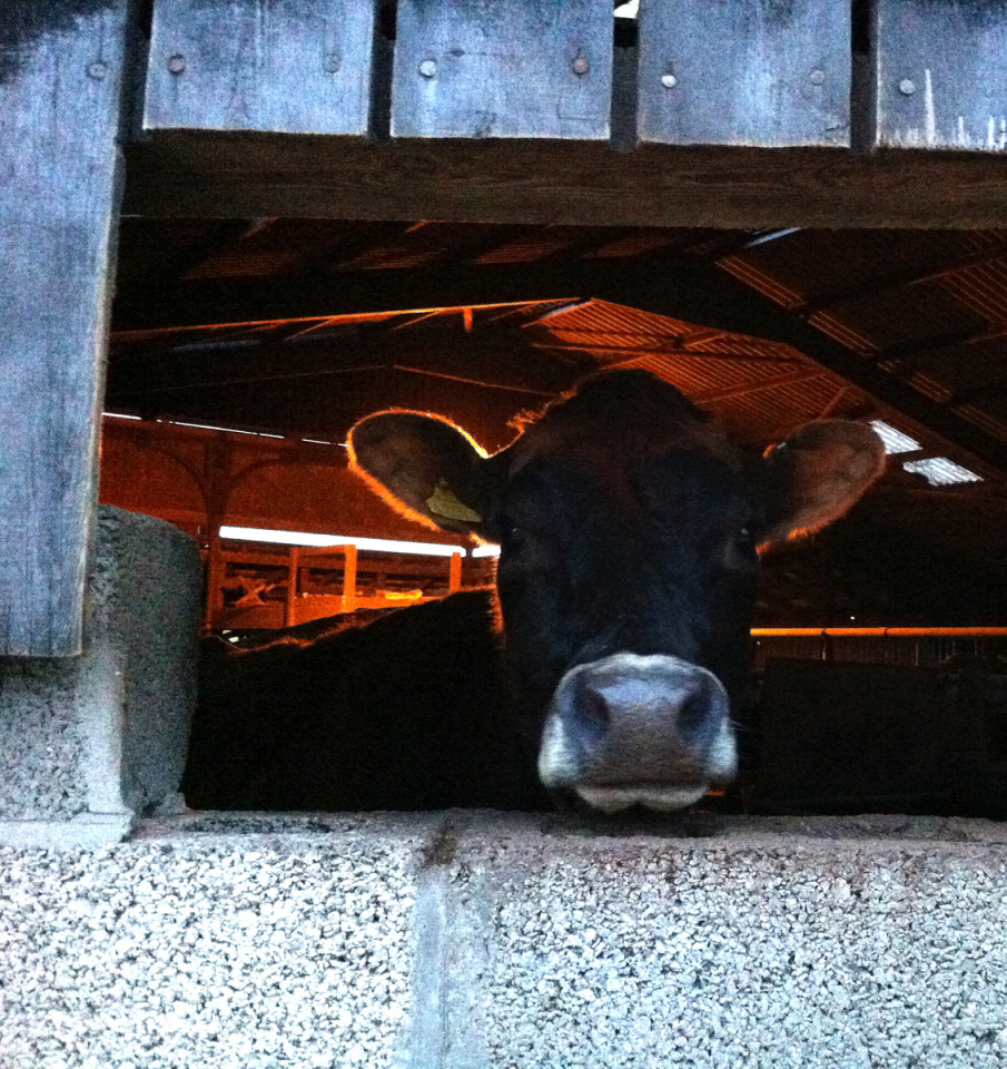 Mmmmm Moooo | solographic | Blipfoto