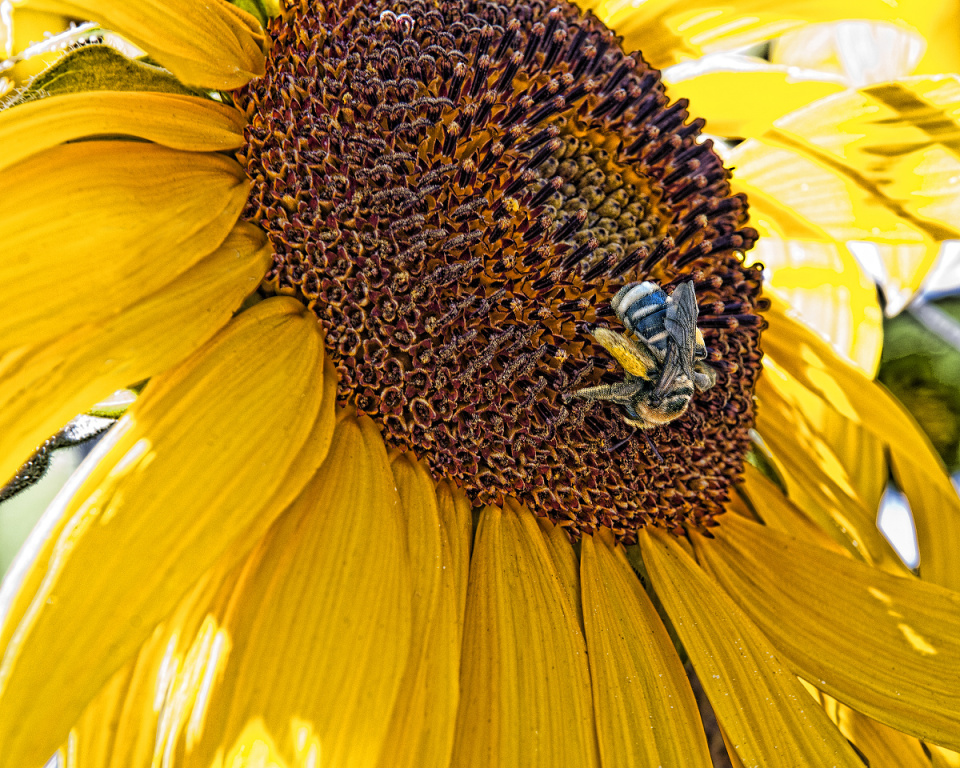 Beez Kneez | rwsphotography | Blipfoto