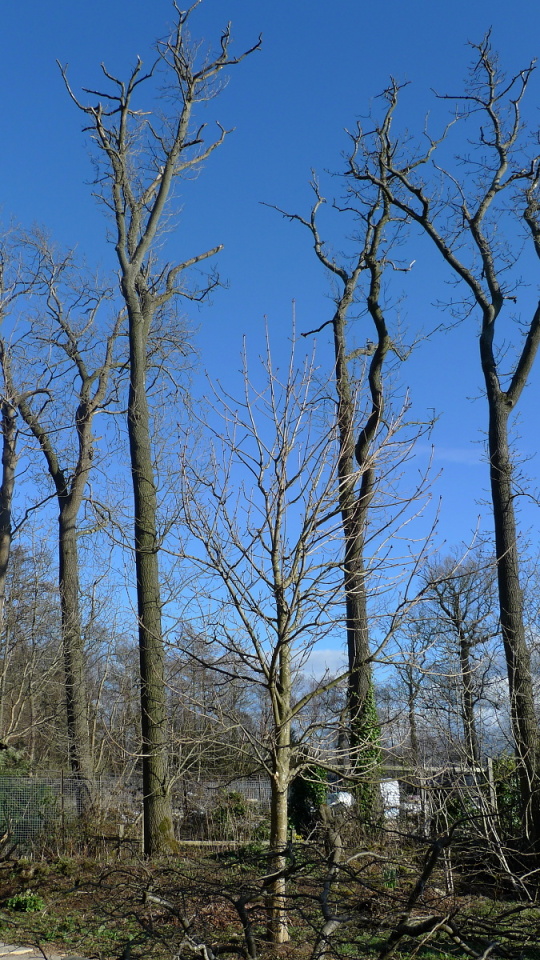 Trees, New Hopetoun. | Trev | Blipfoto