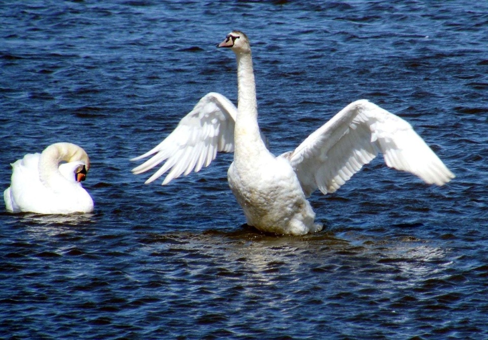 Swan at sea! | Skyegirl | Blipfoto