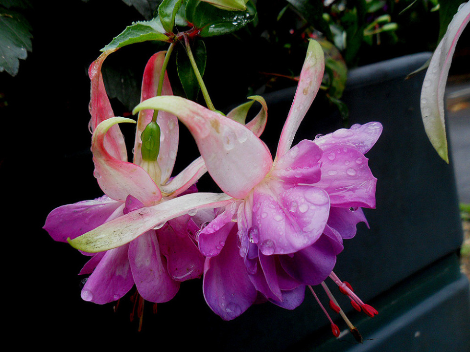 Pink Frills | JJRW | Blipfoto