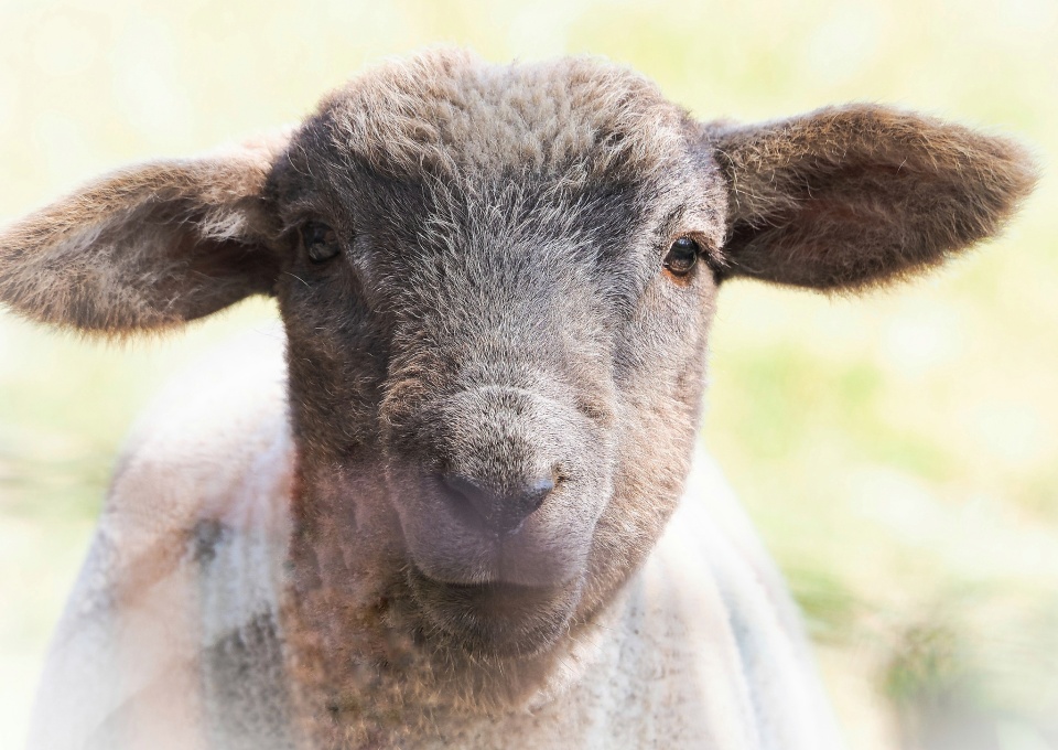 Ears lookin' at ewe, kid. | rmeinz | Blipfoto
