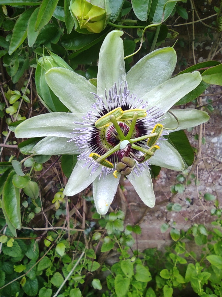 Passion Flower. | Midlander | Blipfoto
