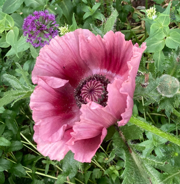 Patty’s Plum Oriental Poppy | shropshirelady | Blipfoto