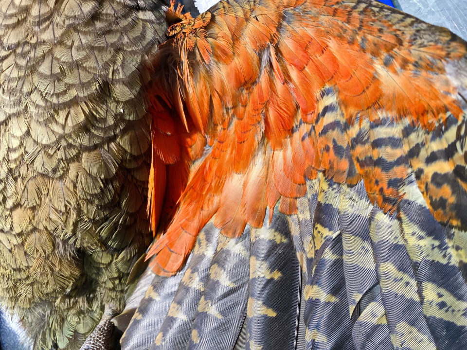 Kea wing | GingerNan | Blipfoto