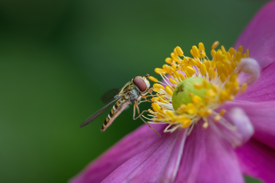 Its a lot less bovver with a hover | Sheol | Blipfoto