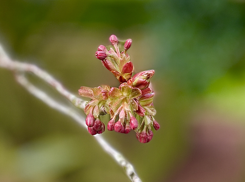 Cherry blossom | StuartDB | Blipfoto