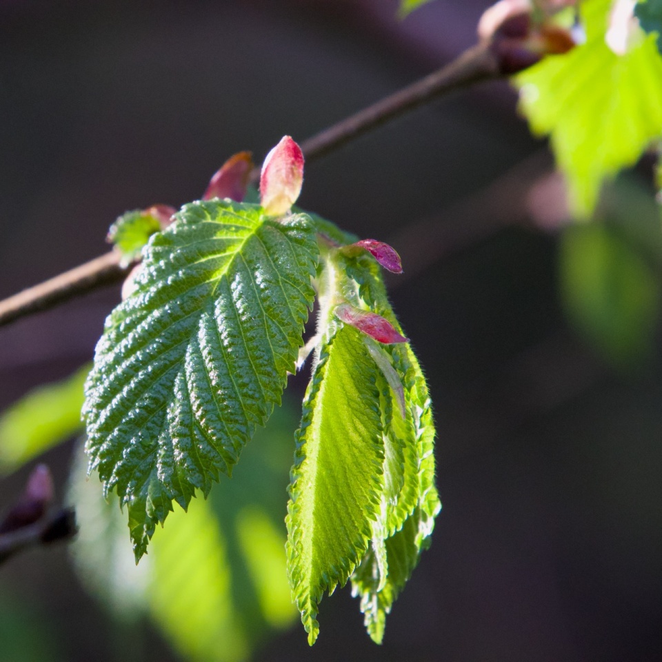 Spring leaves | CherryR | Blipfoto