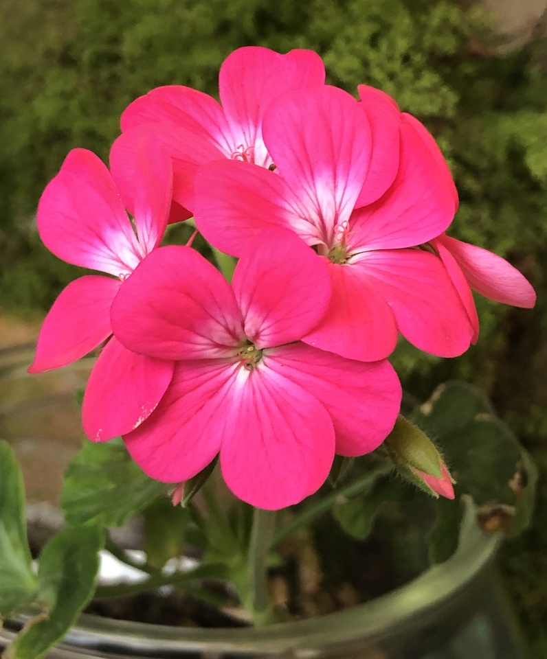 Happy geranium. | 59 | Blipfoto