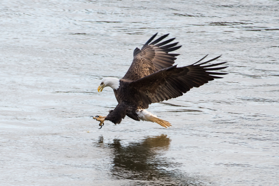 Eagle in Action | photomatt | Blipfoto