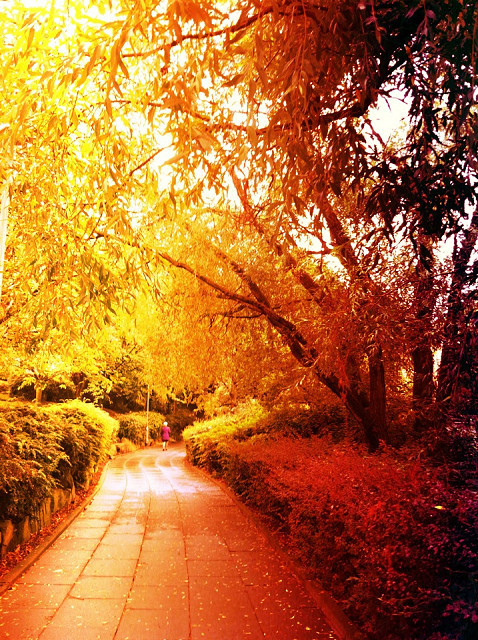 Autumn in August | appertunity | Blipfoto