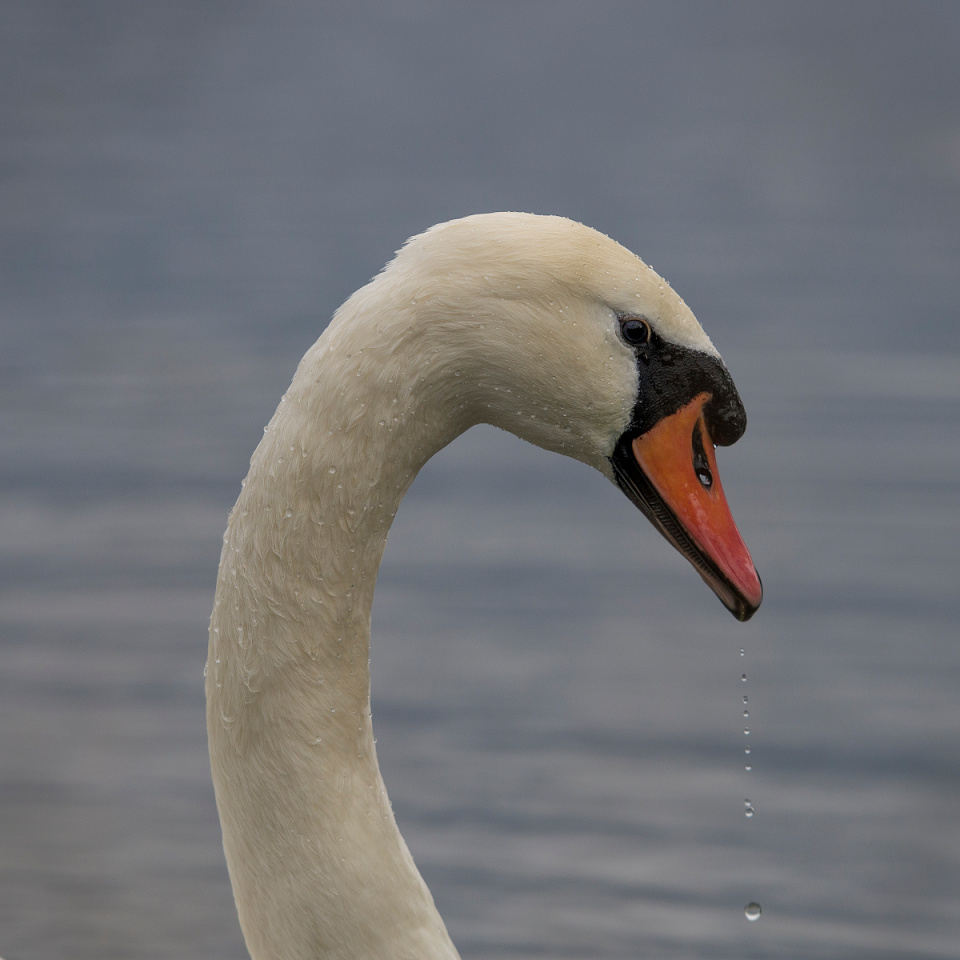 Beady eye.... | SueL7 | Blipfoto