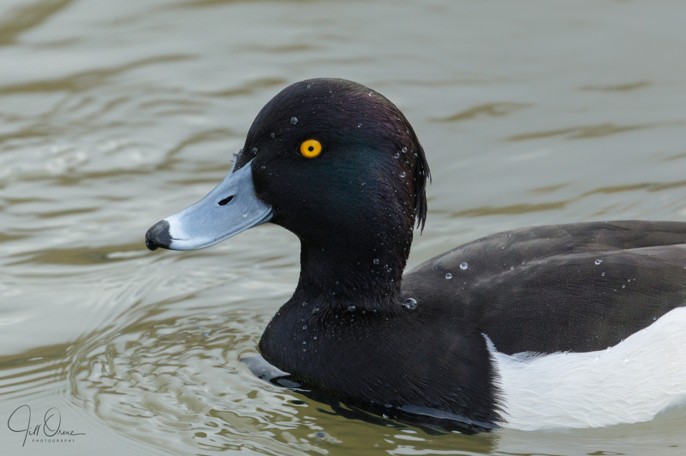 Diving duck | JDO | Blipfoto