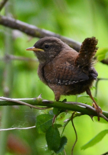 Sweet little baby bird. | koko | Blipfoto