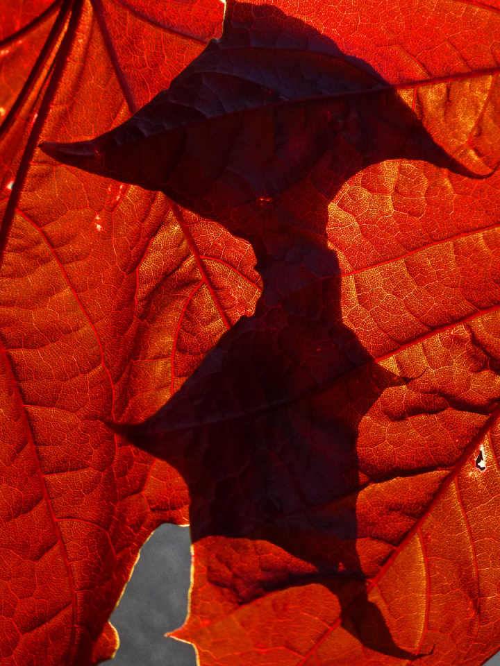 Maple Leaf Shadows | GeorgeCrawford | Blipfoto