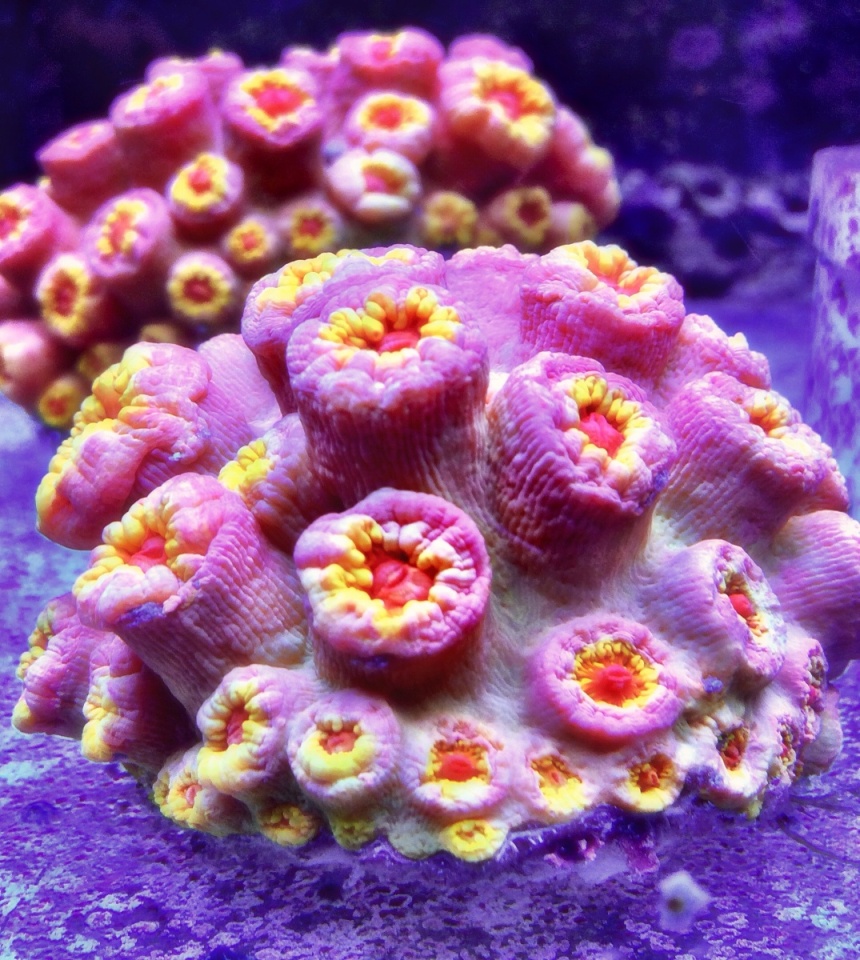 Sun Polyps | Cat1479 | Blipfoto