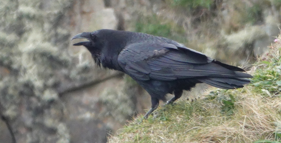 Raven | Orc2009 | Blipfoto