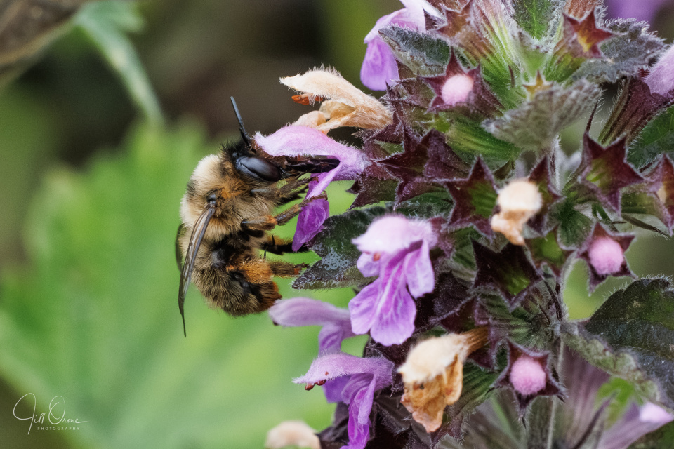 Stoical | JDO | Blipfoto