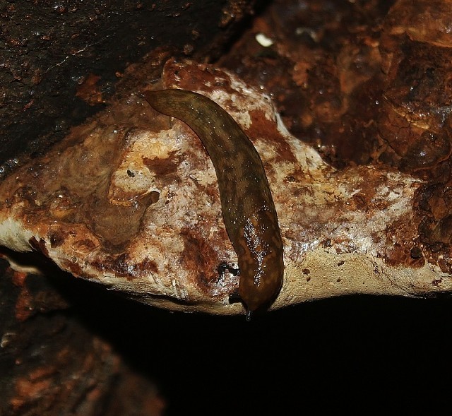 night crawler | monkey | Blipfoto