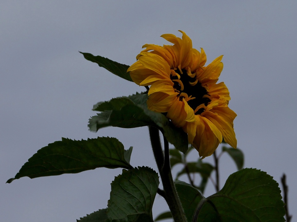 SUNFLOWER BLOWING IN THE WIND AND RAIN , | sunflower | Blipfoto