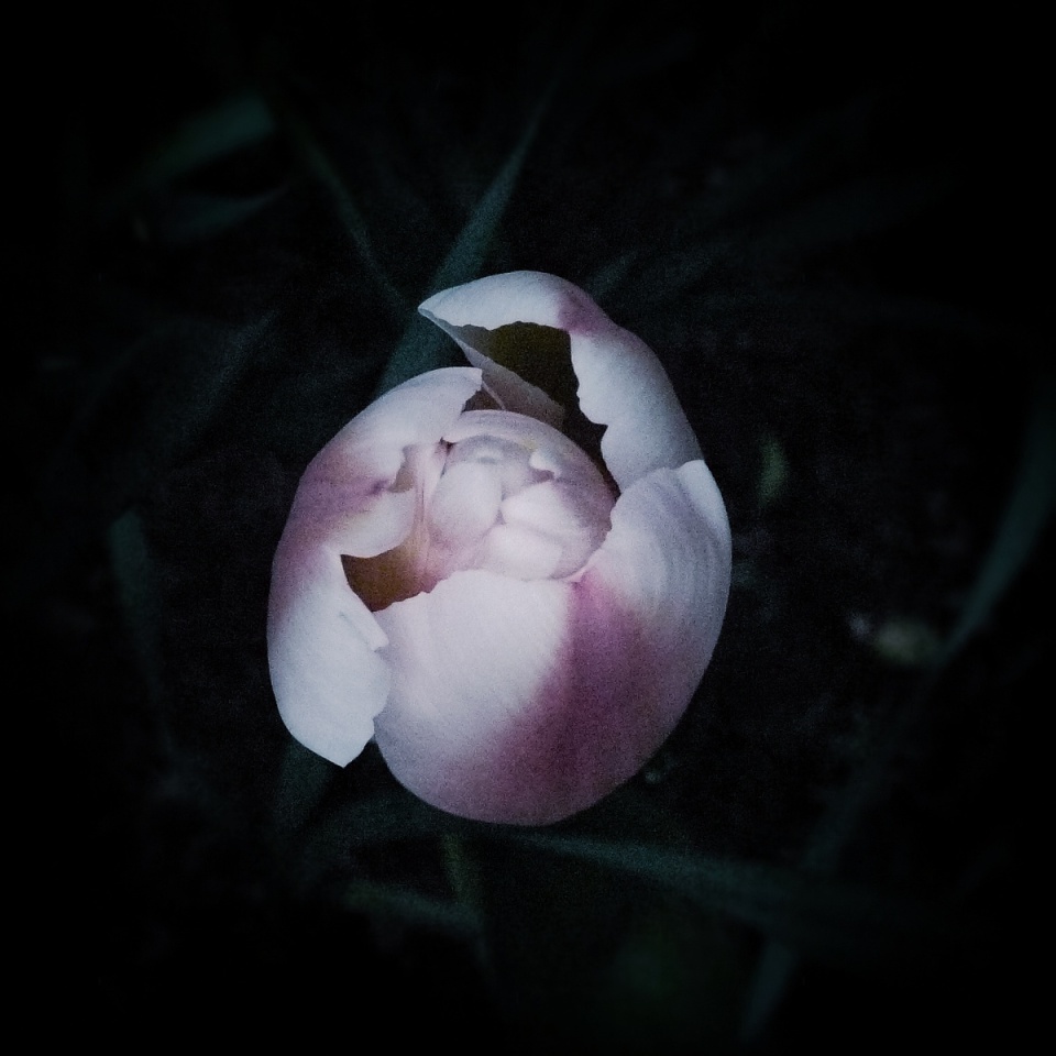 The First Tulip | Jimbofin | Blipfoto