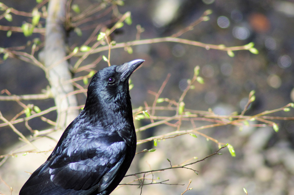 A Carrion Crow | CraigD | Blipfoto