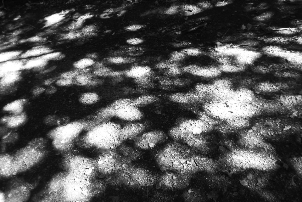 Dappled | Kipsie | Blipfoto