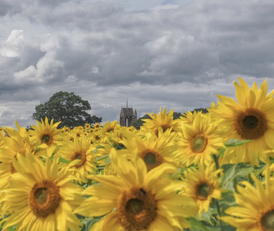 Sunflowers | Technophobe | Blipfoto