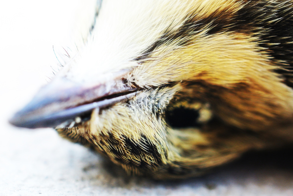 .bird down...bird down!!!! | CHERYLCPH | Blipfoto