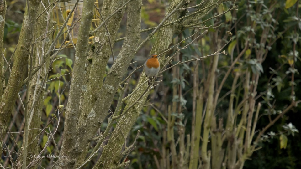 Red Rob. | BobKennedyPhoto | Blipfoto