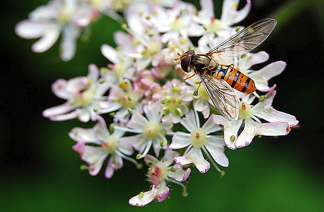 Hover Fly | Triquetragirl | Blipfoto