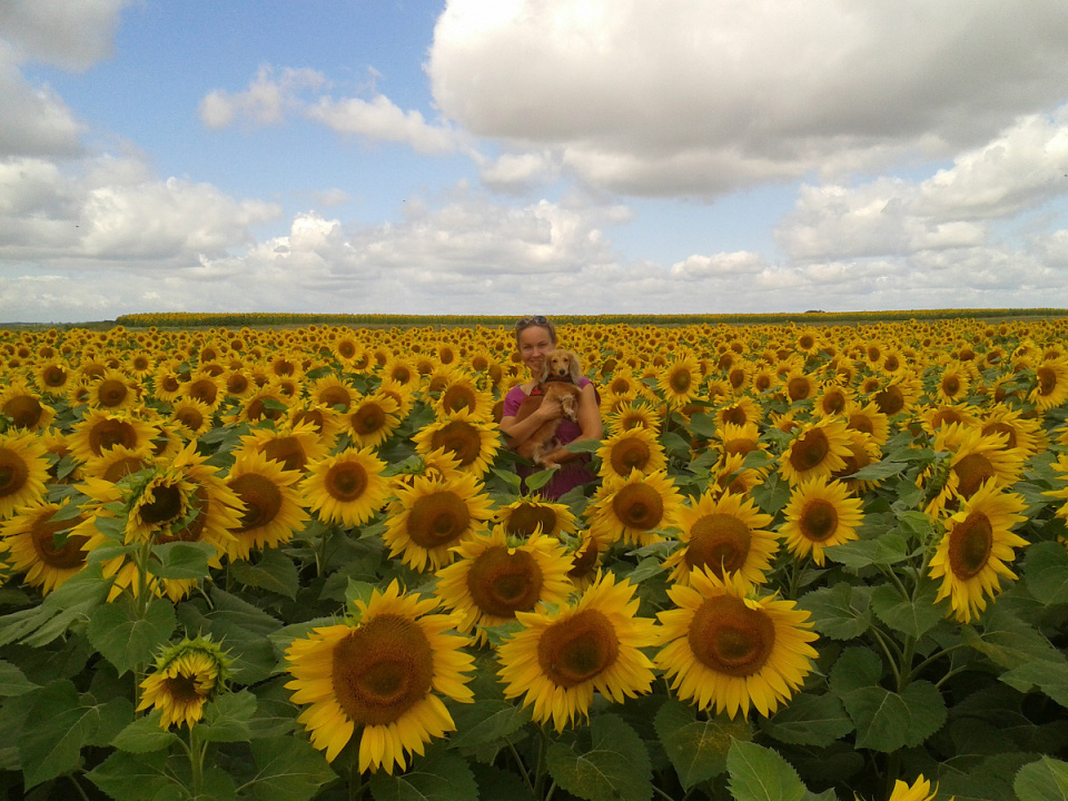 France Day 2 : Sunflowers | Freuchie | Blipfoto