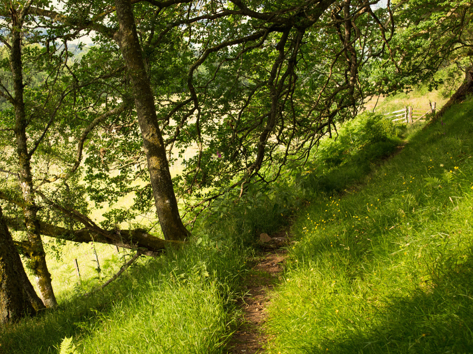 Summer Evening Walk | iainmac | Blipfoto