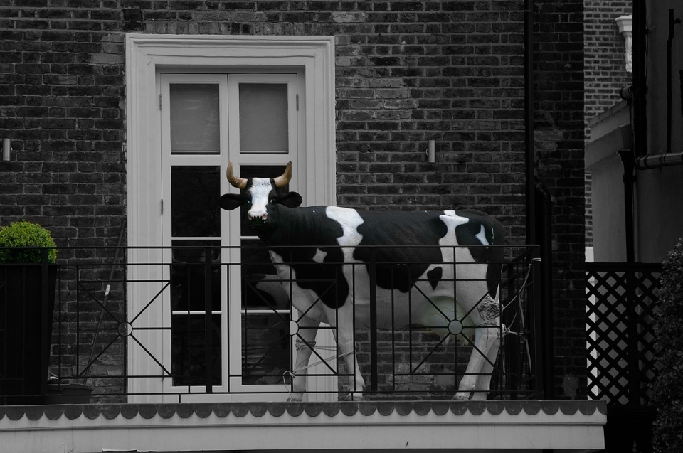 Cow on a balcony ... | Shaaamie | Blipfoto