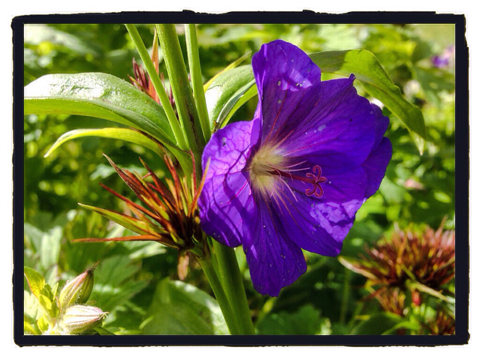 Tuesday 24 June 2014 | tellu | Blipfoto