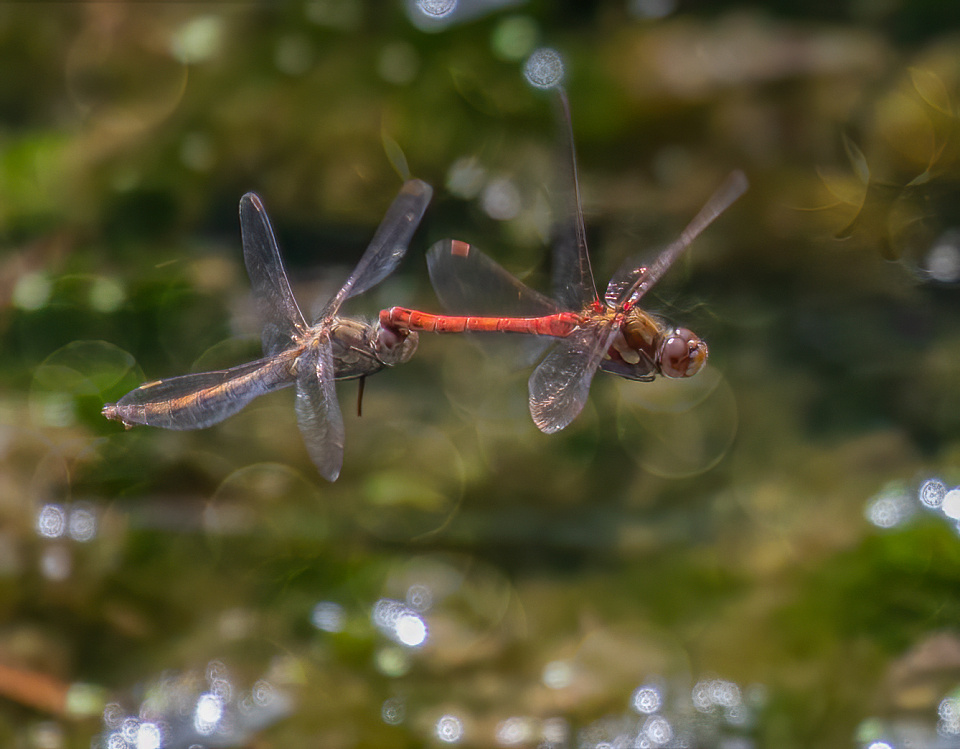 In Flight | Hillyblips | Blipfoto
