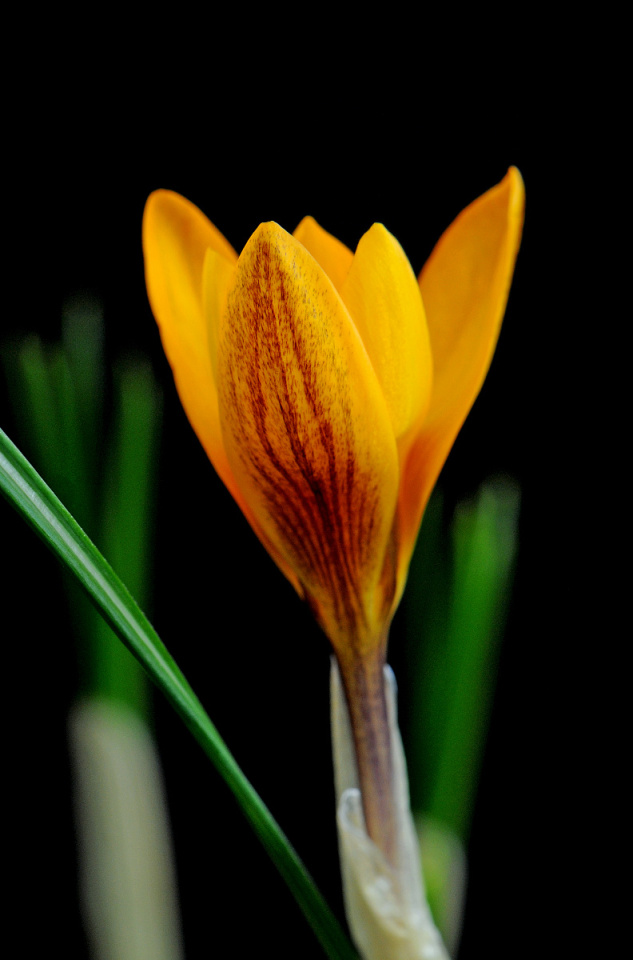 Crocus chrysanthus 'Fuscotinctus' | toddboland | Blipfoto