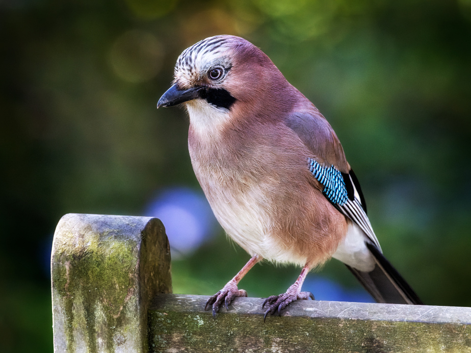 Jay | stevvi | Blipfoto