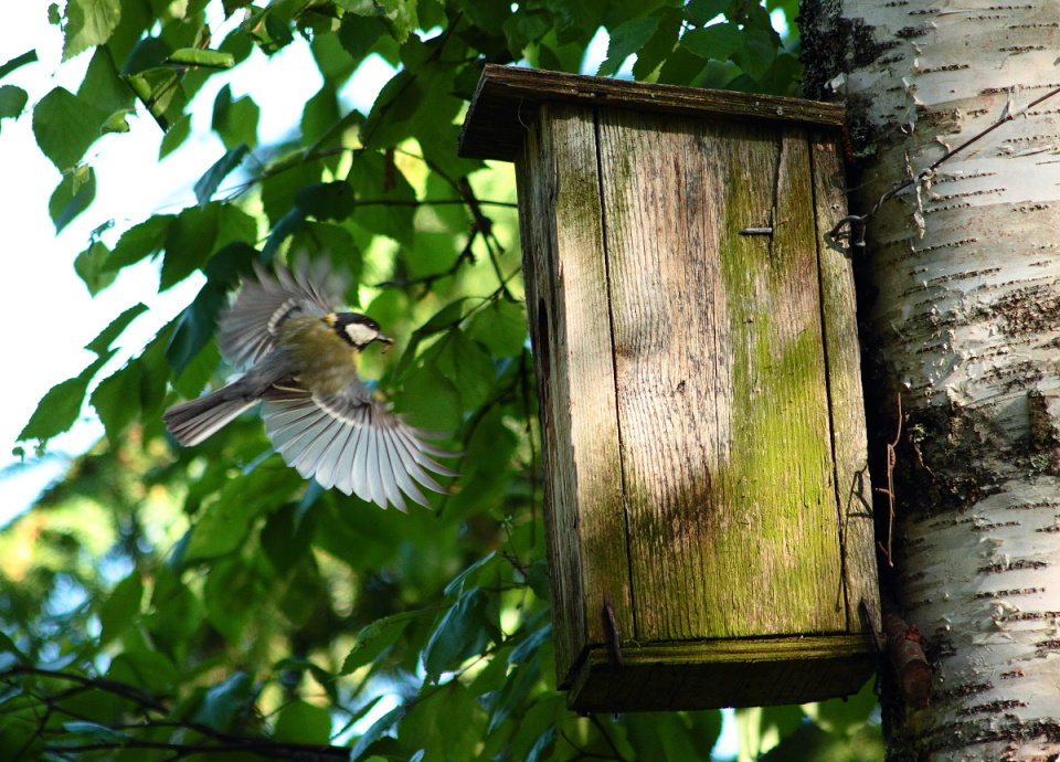A hard-working bird | Terhini | Blipfoto
