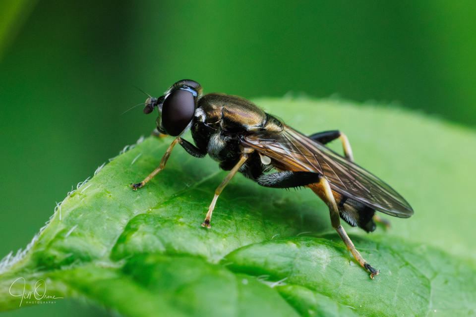 Dark lady | JDO | Blipfoto