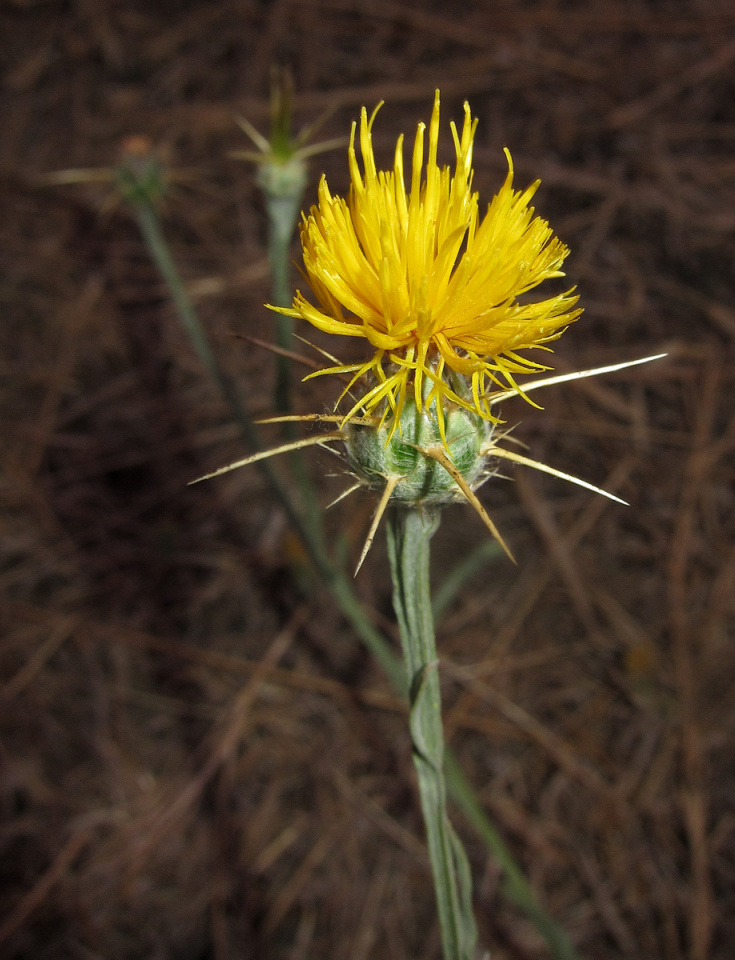 Yellow Star Thistle | pondosakate | Blipfoto